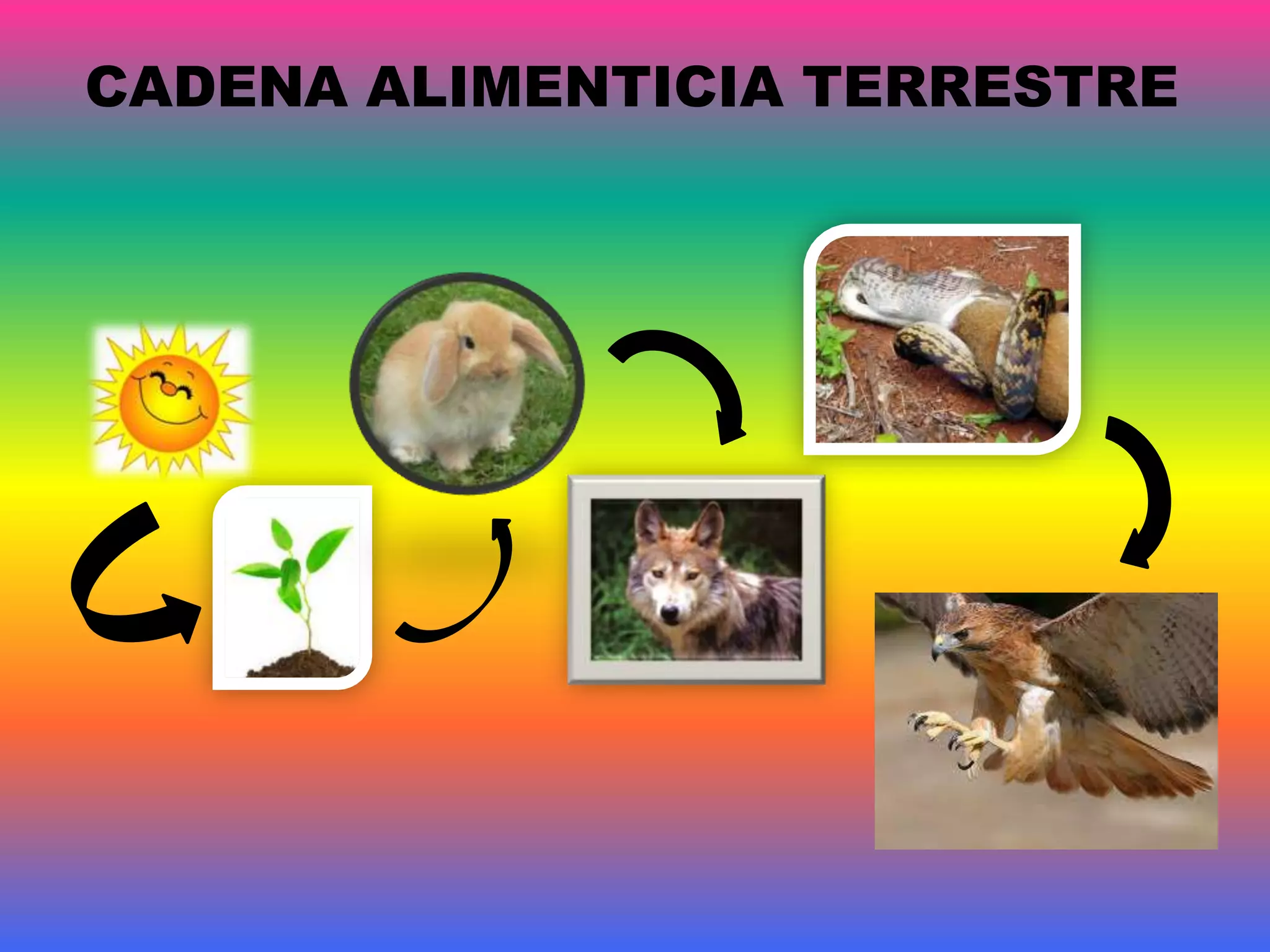 Cadena alimenticia | PPTX