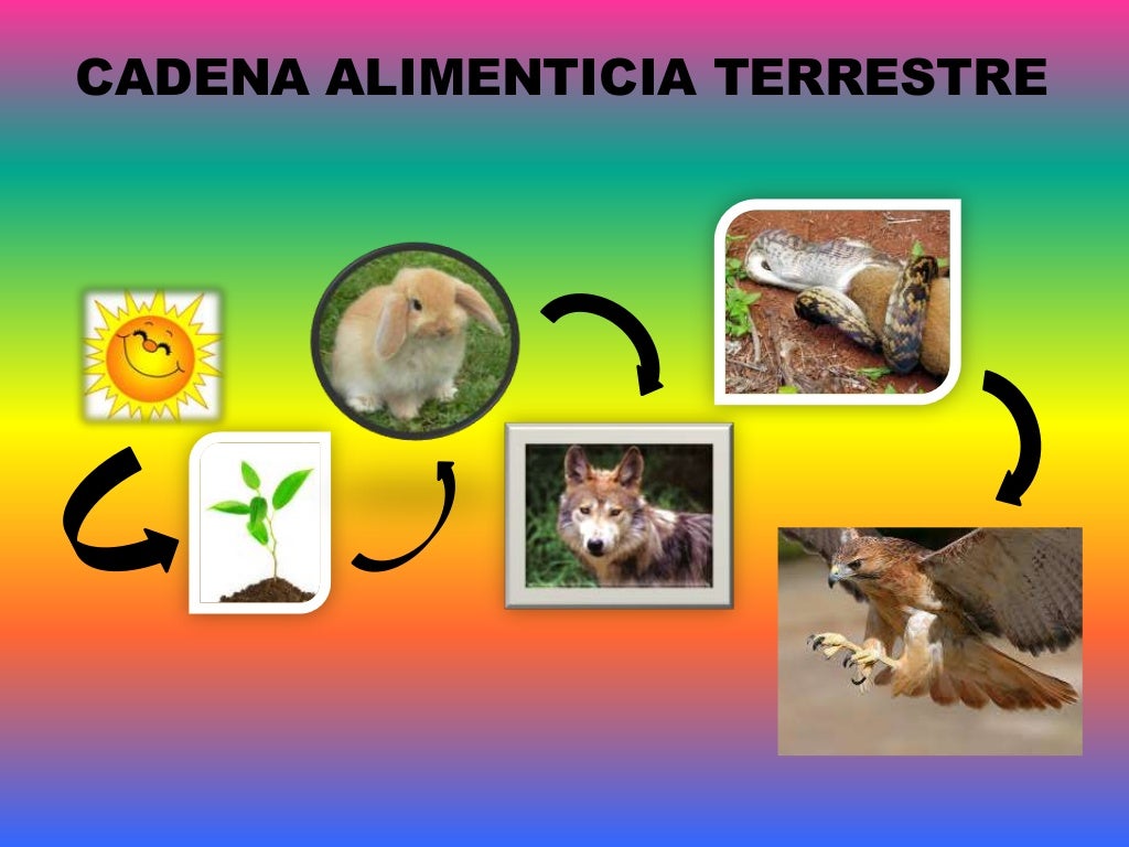 Cadena Alimenticia Del Ser Humano Cadena Alimenticia - vrogue.co Cadena Alimenticia Del Ser Humano Cadena Alimenticia - vrogue.co
