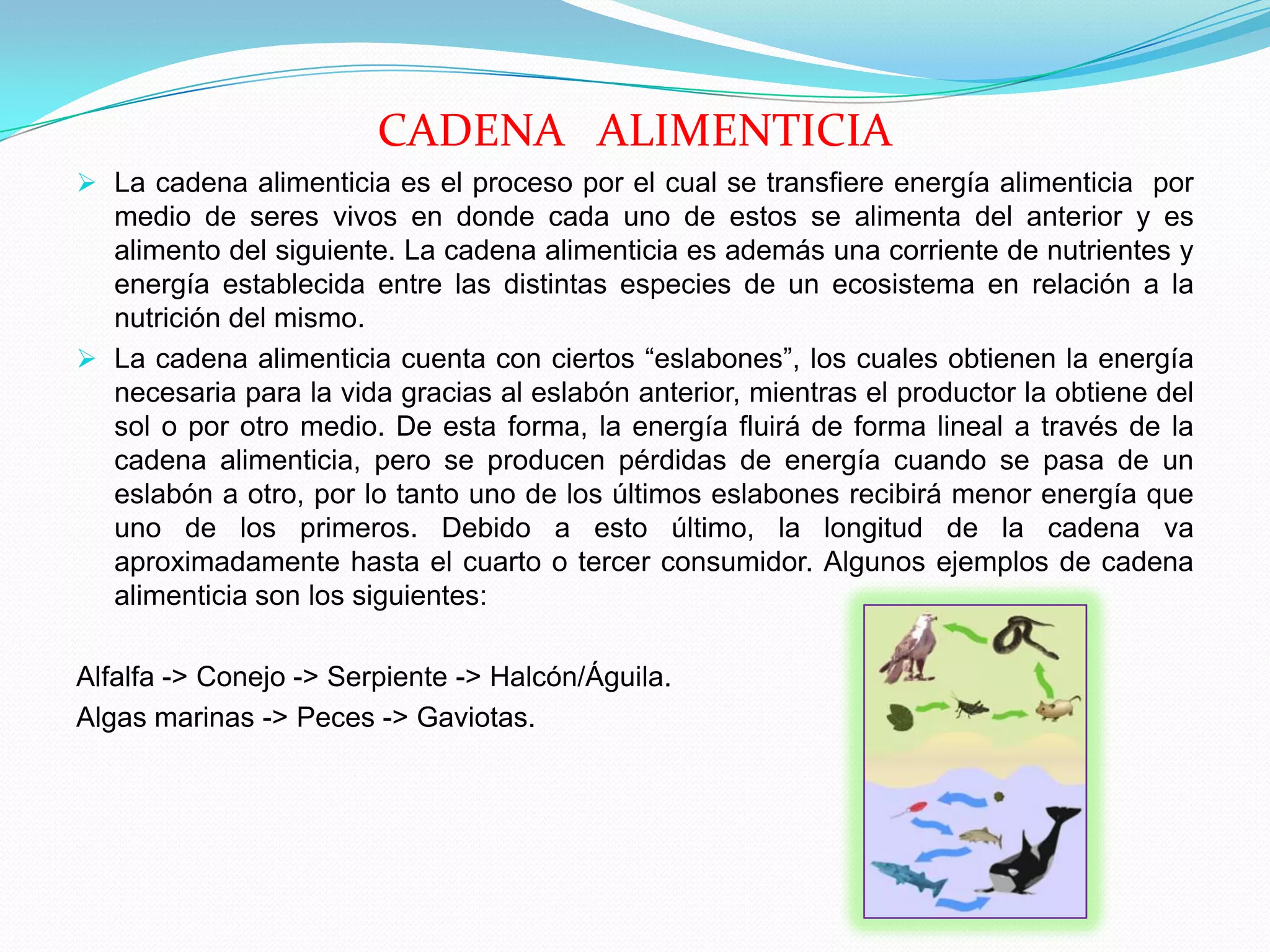 Cadena alimenticia | PPTX