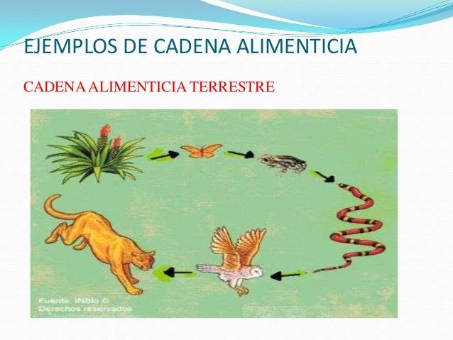 Cadena alimenticia - Imagui