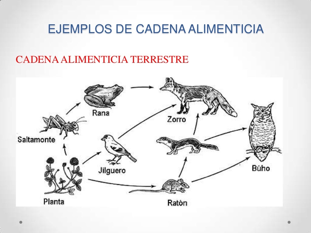 Cadena alimenticia