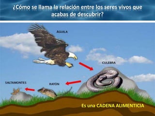 Cadena alimenticia | PPTX
