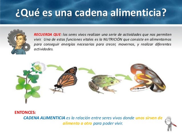 Cadena alimenticia