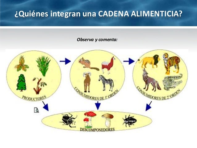 Cadena alimenticia