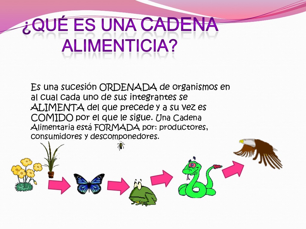 Cadena alimenticia ciencias