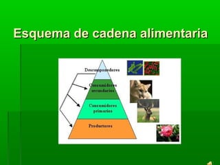 Cadena alimenticia power point | PPT