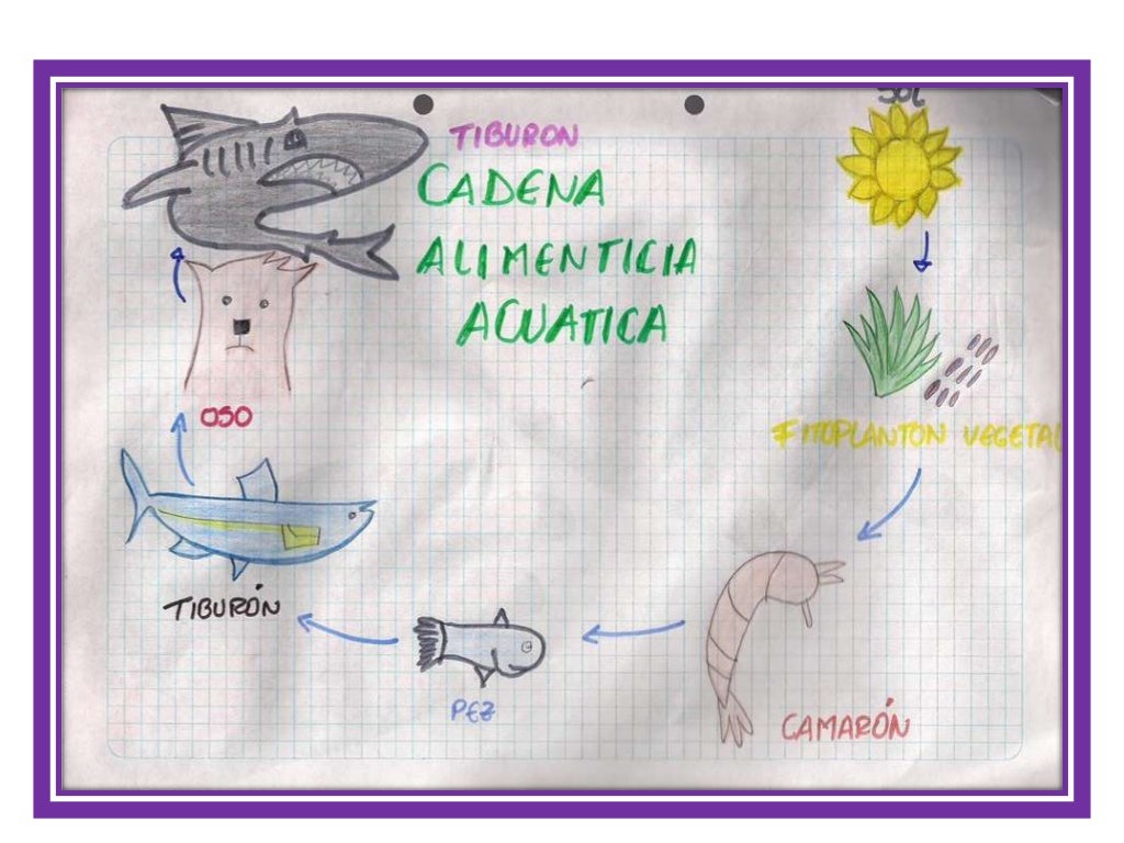 Cadena alimenticia terrestre, aerea y acuatica