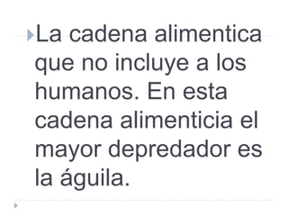 CADENA ALIMNETICIA.ppt