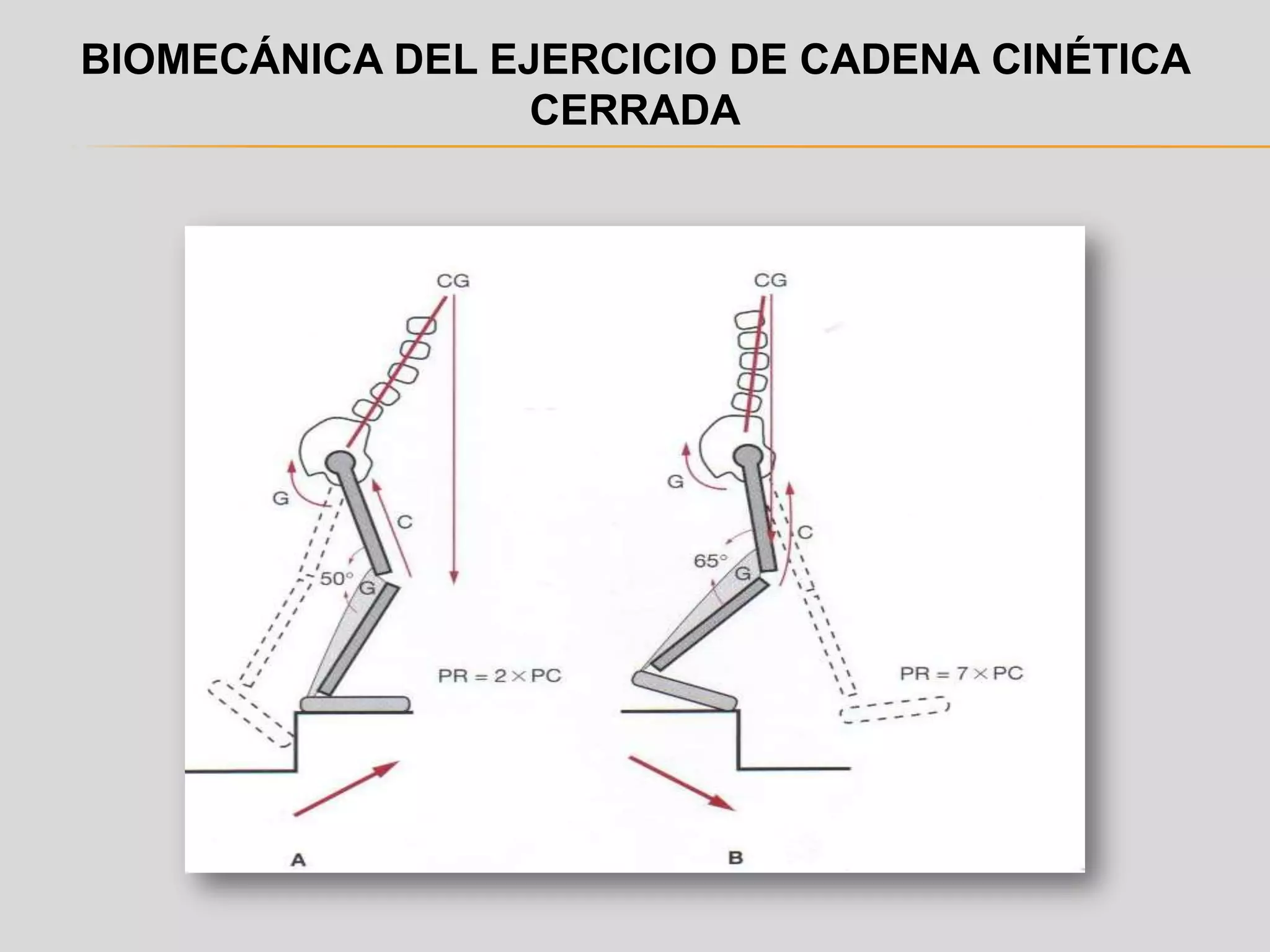 Cadena cinetica | PPTX
