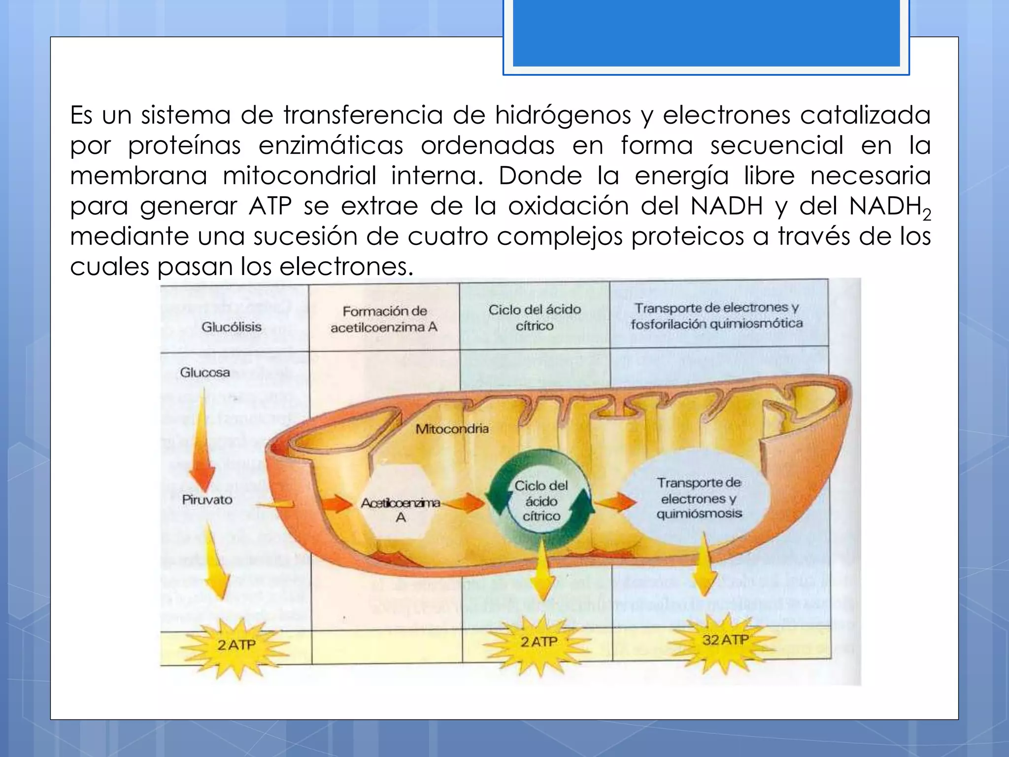 Cadena de transporte de electrones | PPT