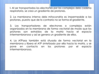 Cadena de transporte de electrones | PPTX