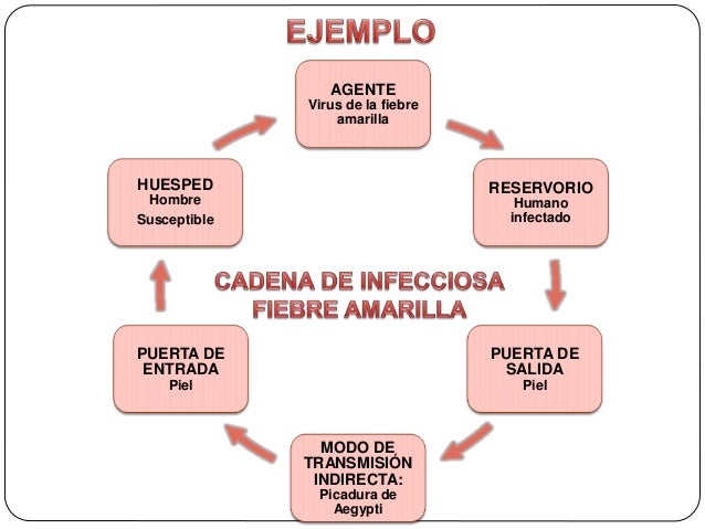 Cadena infecciosa