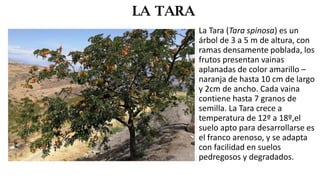 CADENA PRODUCTIVA DE LA ESP TARA SPINOSA | PDF