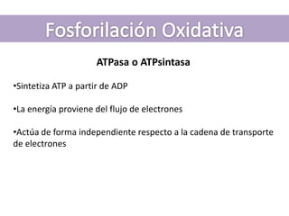 Cadena respiratoria | PPSX