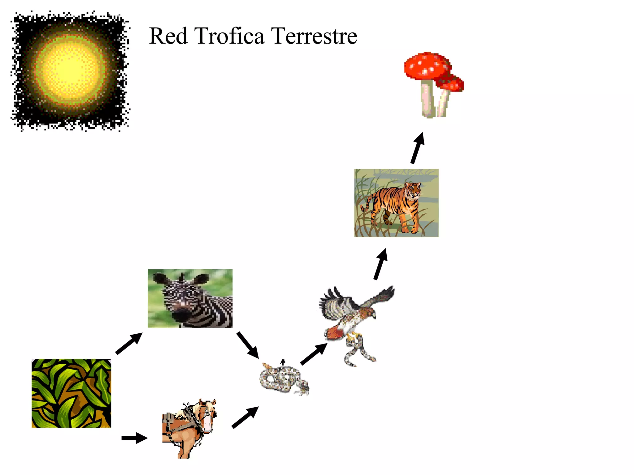 Cadenas y redes alimentarias | PPT
