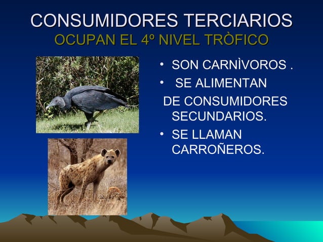 Cadenas alimentarias | PPT