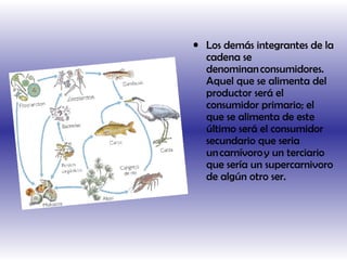Cadenas alimentarias | PPT
