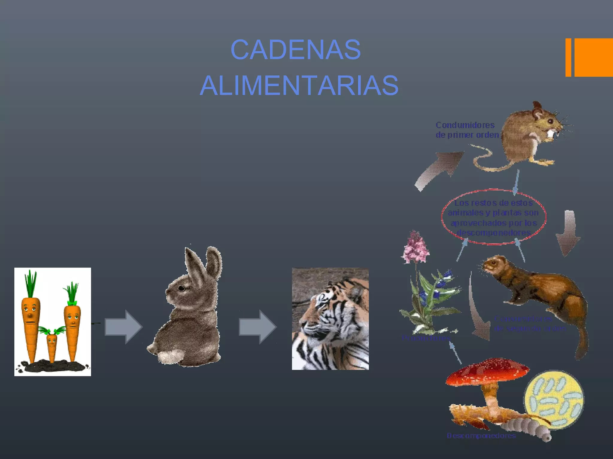 Cadenas Alimentarias Nicho Ecológico,Hábitat | PPT