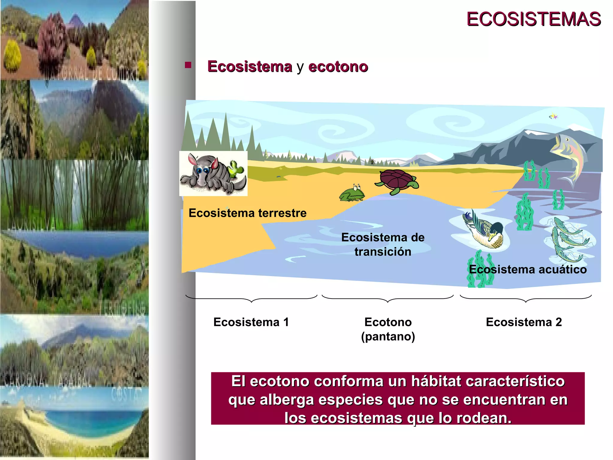 Cadenas Alimenticias. | PPT | Biological Sciences | Science