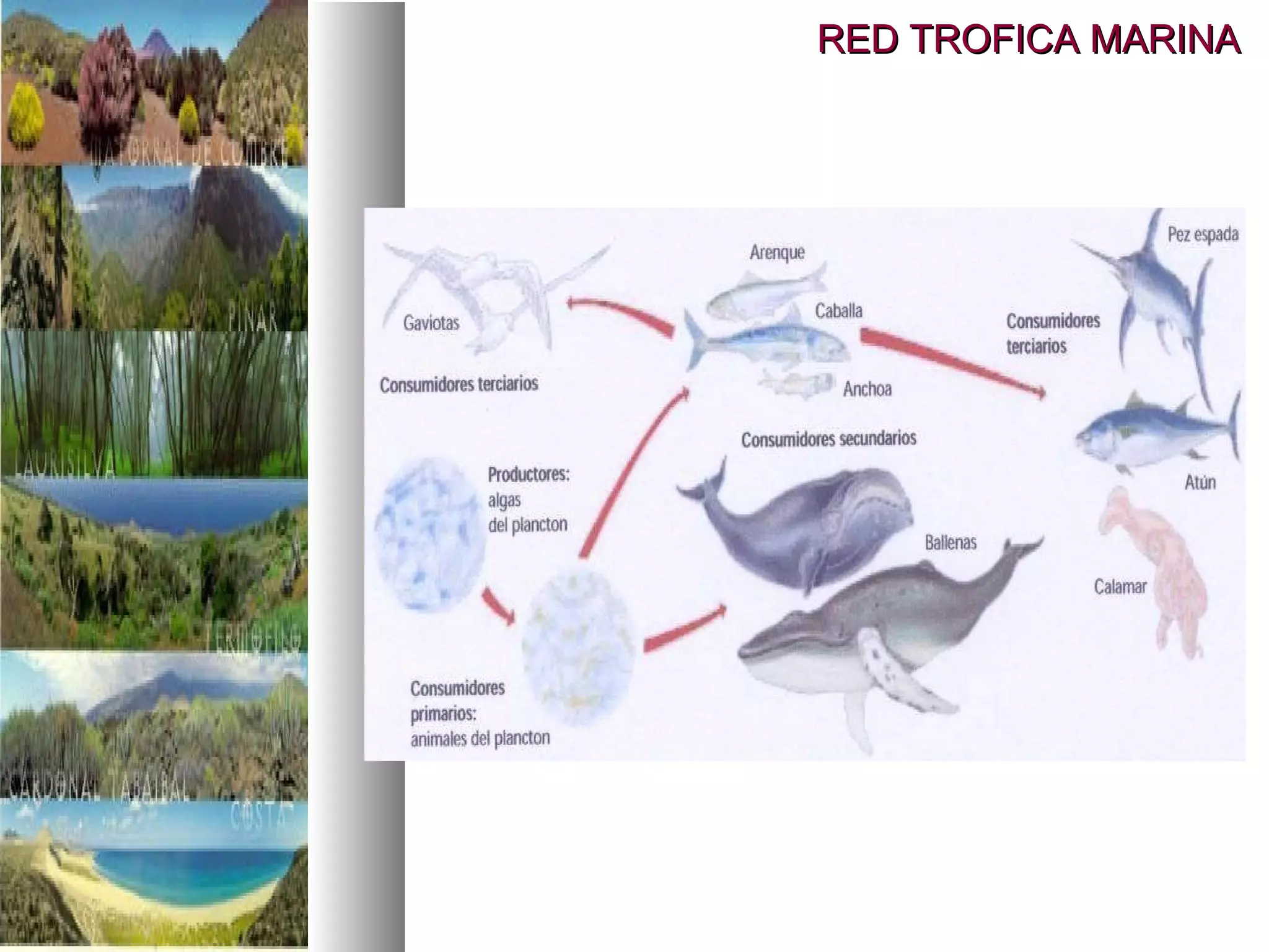 Cadenas Alimenticias. | PPT