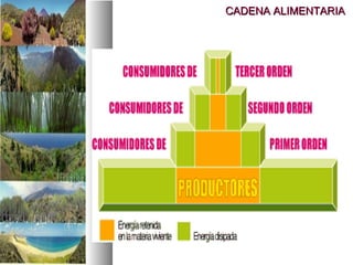 Cadenas Alimenticias. | PPT
