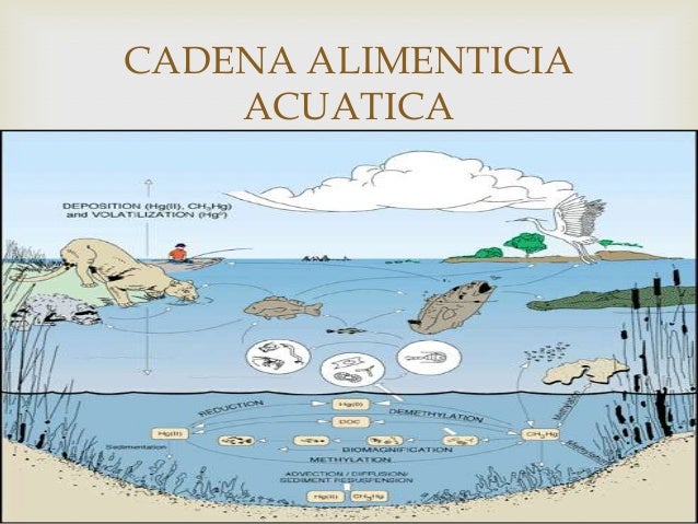 Imagenes de cadena alimenticia acuatica - Imagui