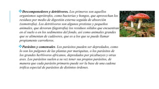 Cadenas alimenticias | PPTX