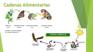 Cadenas alimenticias | PPTX