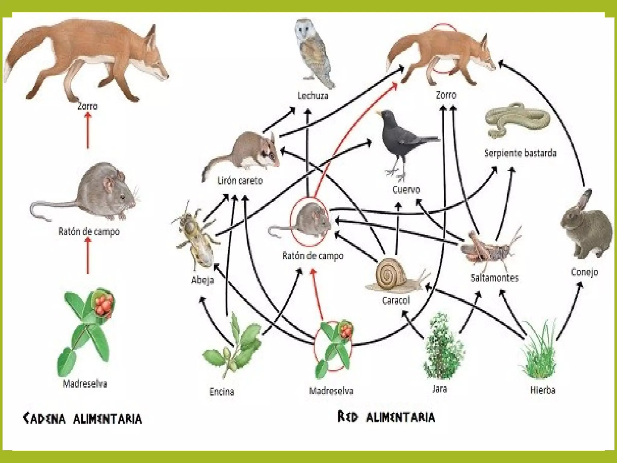 Cadenas alimenticias | PPT