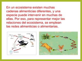 Cadenas alimenticias | PPT