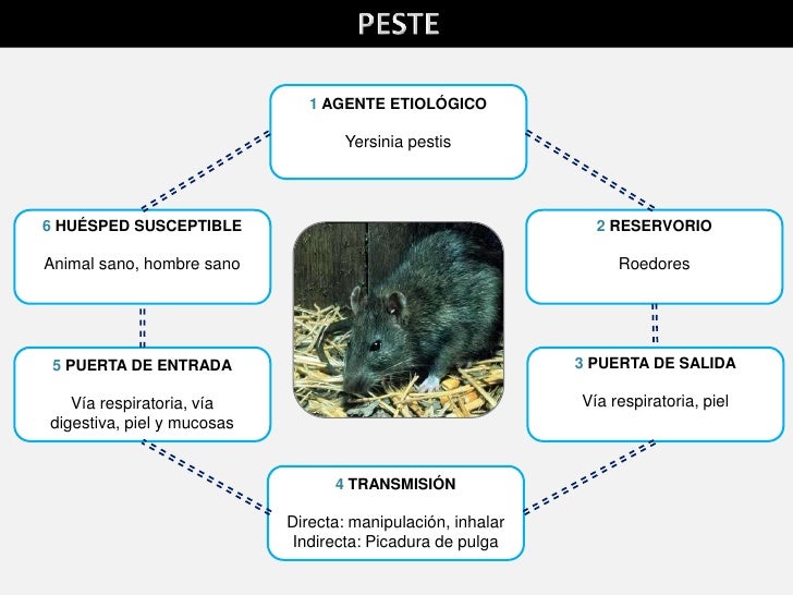 Cadenas de infección de enfermedades