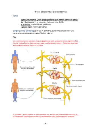 Cadena Simpatica Ganglionar Cervical | DOCX