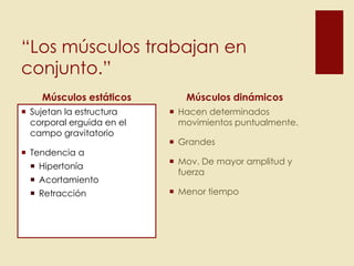 Cadenas musculares | PPTX