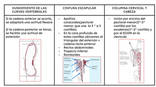 Cadenas Musculares del tronco, miembro superior e inferior y cadenas ...