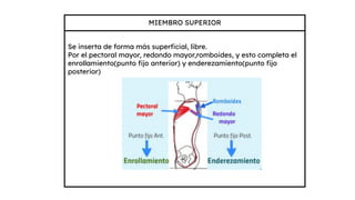 Cadenas Musculares del tronco, miembro superior e inferior y cadenas ...