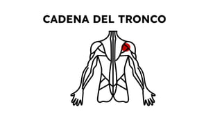 Cadenas Musculares del tronco, miembro superior e inferior y cadenas ...