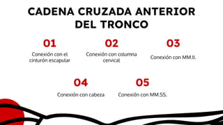 Cadenas Musculares del tronco, miembro superior e inferior y cadenas ...