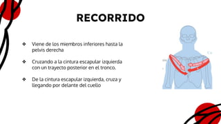 Cadenas Musculares del tronco, miembro superior e inferior y cadenas ...