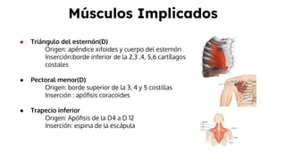 Cadenas Musculares del tronco, miembro superior e inferior y cadenas ...