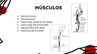 Cadenas Musculares del tronco, miembro superior e inferior y cadenas ...