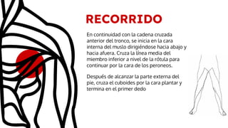 Cadenas Musculares del tronco, miembro superior e inferior y cadenas ...