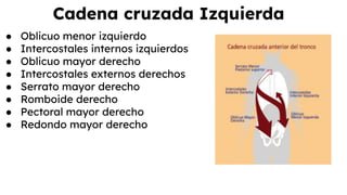 Cadenas Musculares del tronco, miembro superior e inferior y cadenas ...