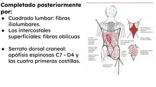 Cadenas Musculares del tronco, miembro superior e inferior y cadenas ...