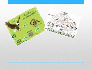 Cadenas,redes y piramides alimentisias | PPTX