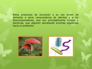 Cadenas Troficas | PPTX