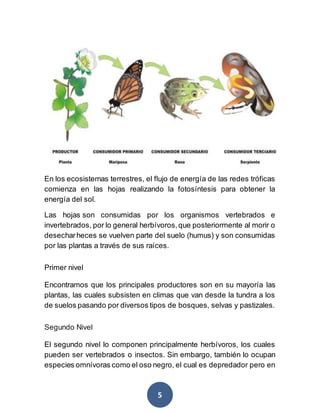 Cadenas troficas y circulacion de energia | DOCX