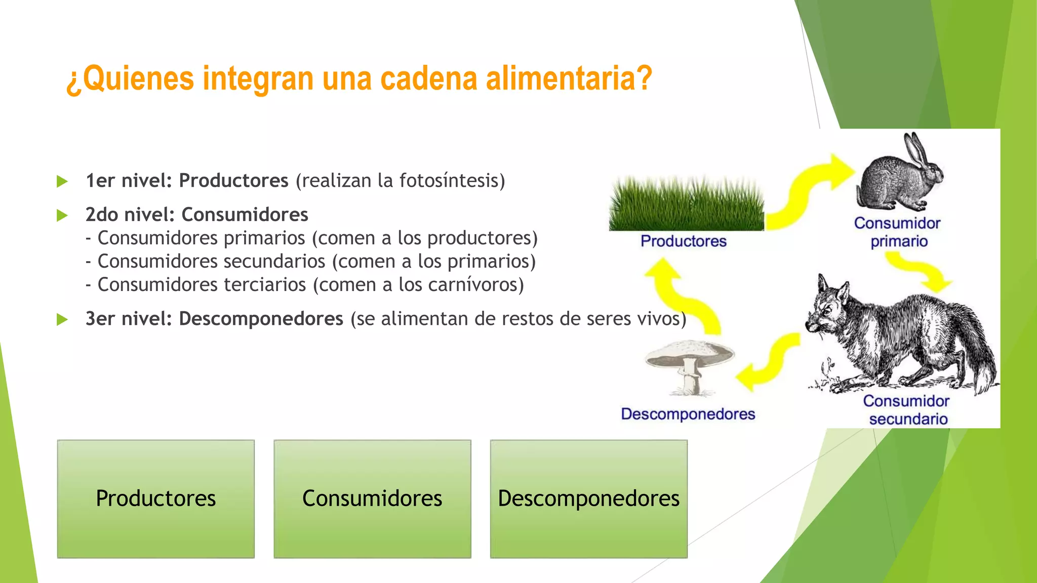 CADENAS Y REDES ALIMENTICIAS.pptx