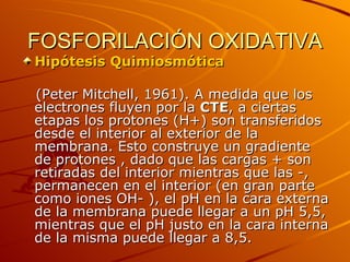 Cadena transportadora de electrones | PPT