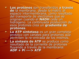 Cadena transportadora de electrones | PPT