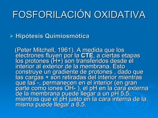 Cadena transportadora de_electrones (bioquimik) | PPT